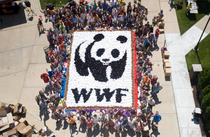 World Wildlife Fund Logo: Meaning, History, Design Influences, and ...