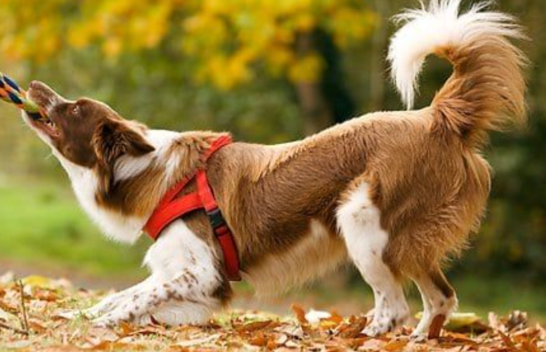 Dog Training Slogan Ideas - Boon : Best Logo Maker for Your Needs