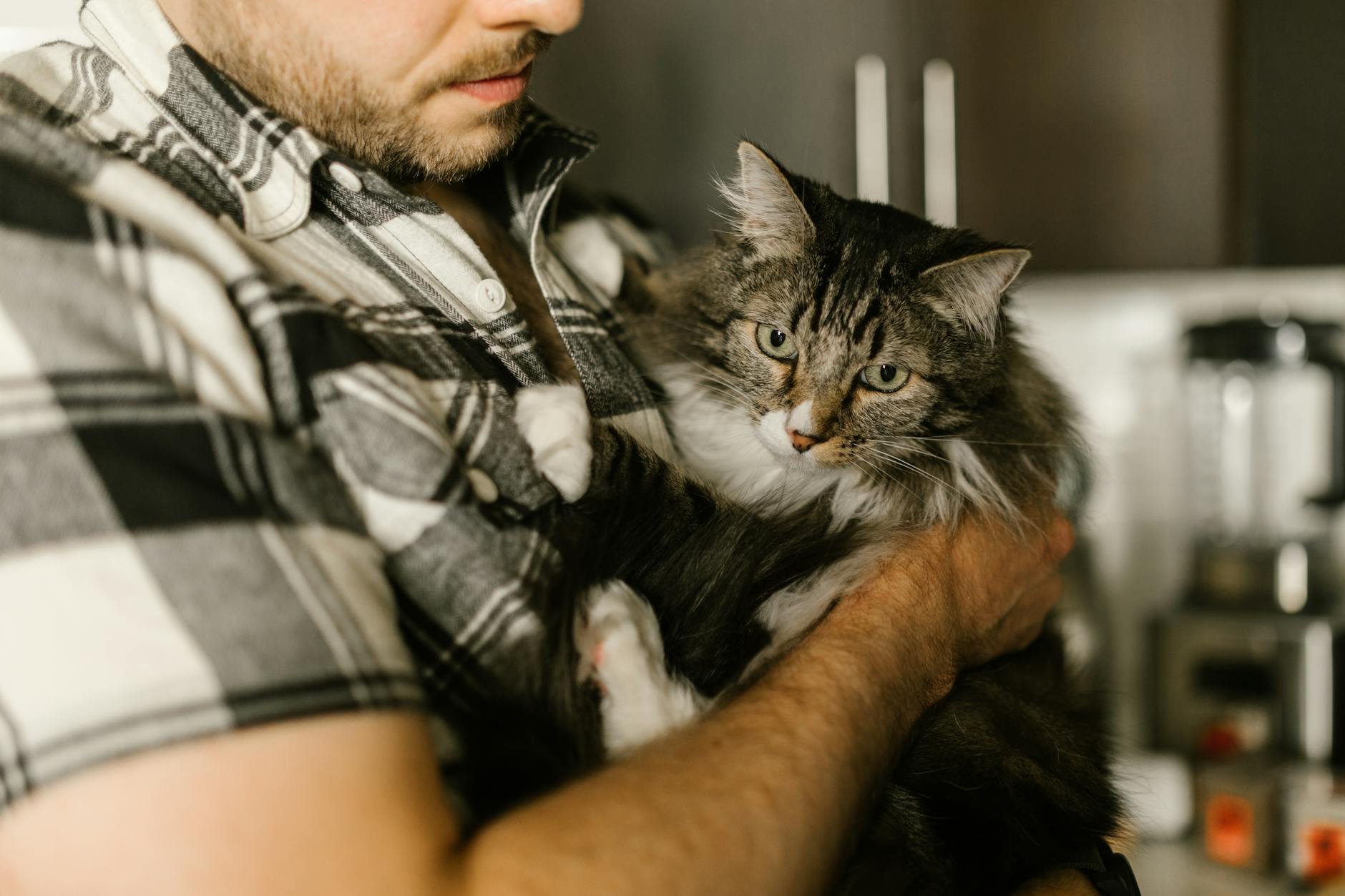 Animal Rescue Slogan Ideas - Boon : Best Logo Maker for Your Needs