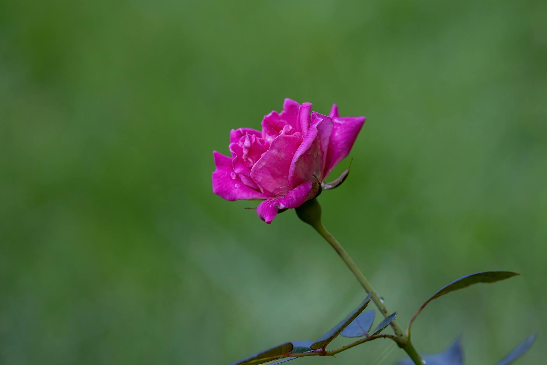 Cross-Promotion Slogan Ideas - Boon : Best Logo Maker for Your Needs