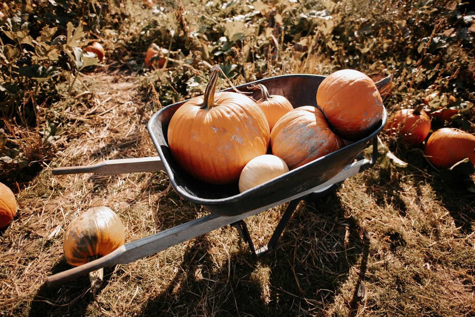 Organic Food Slogan Ideas - Boon : Best Logo Maker for Your Needs