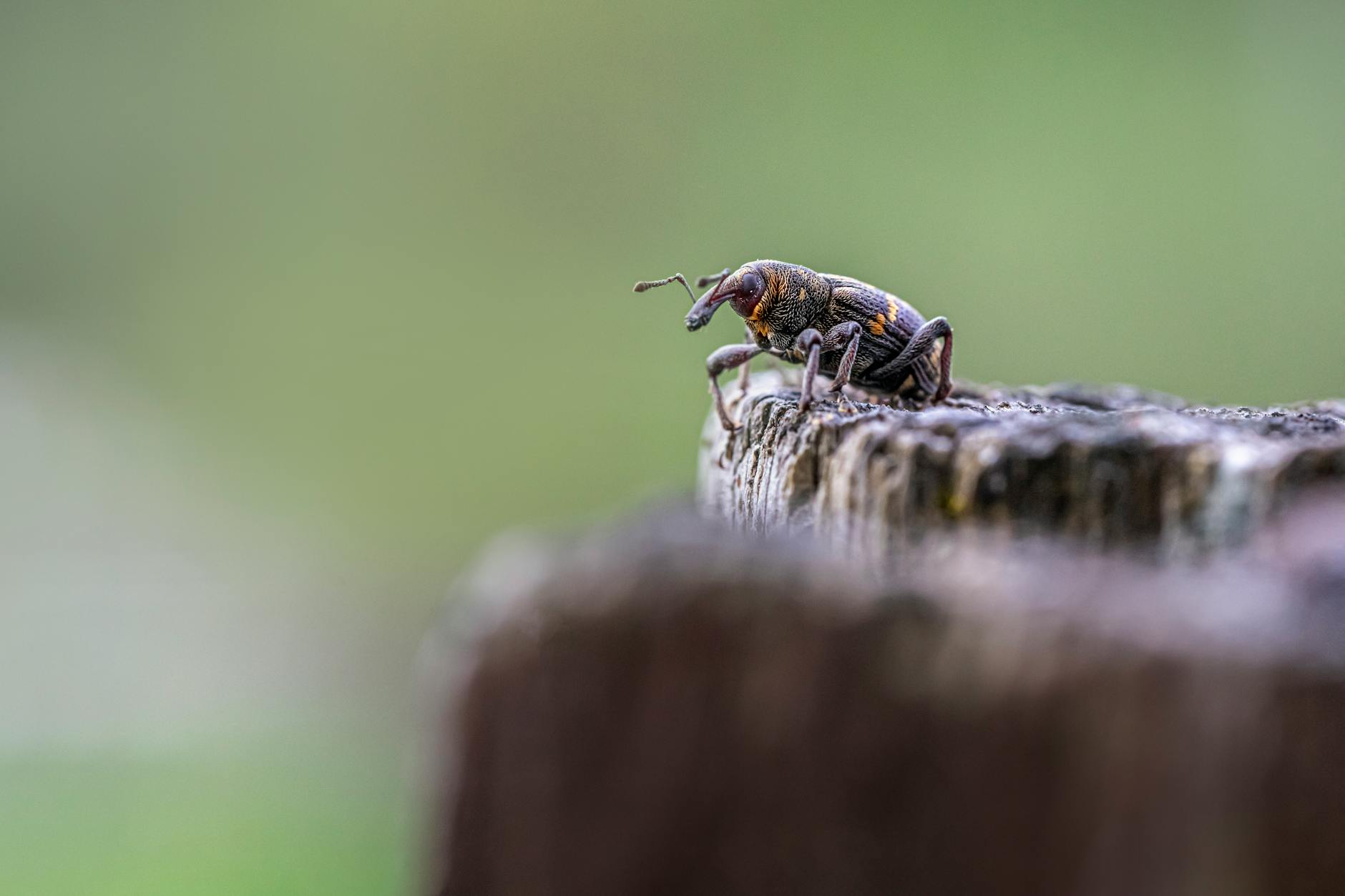 Pest Control Services Slogan Ideas - Boon : Best Logo Maker for Your Needs