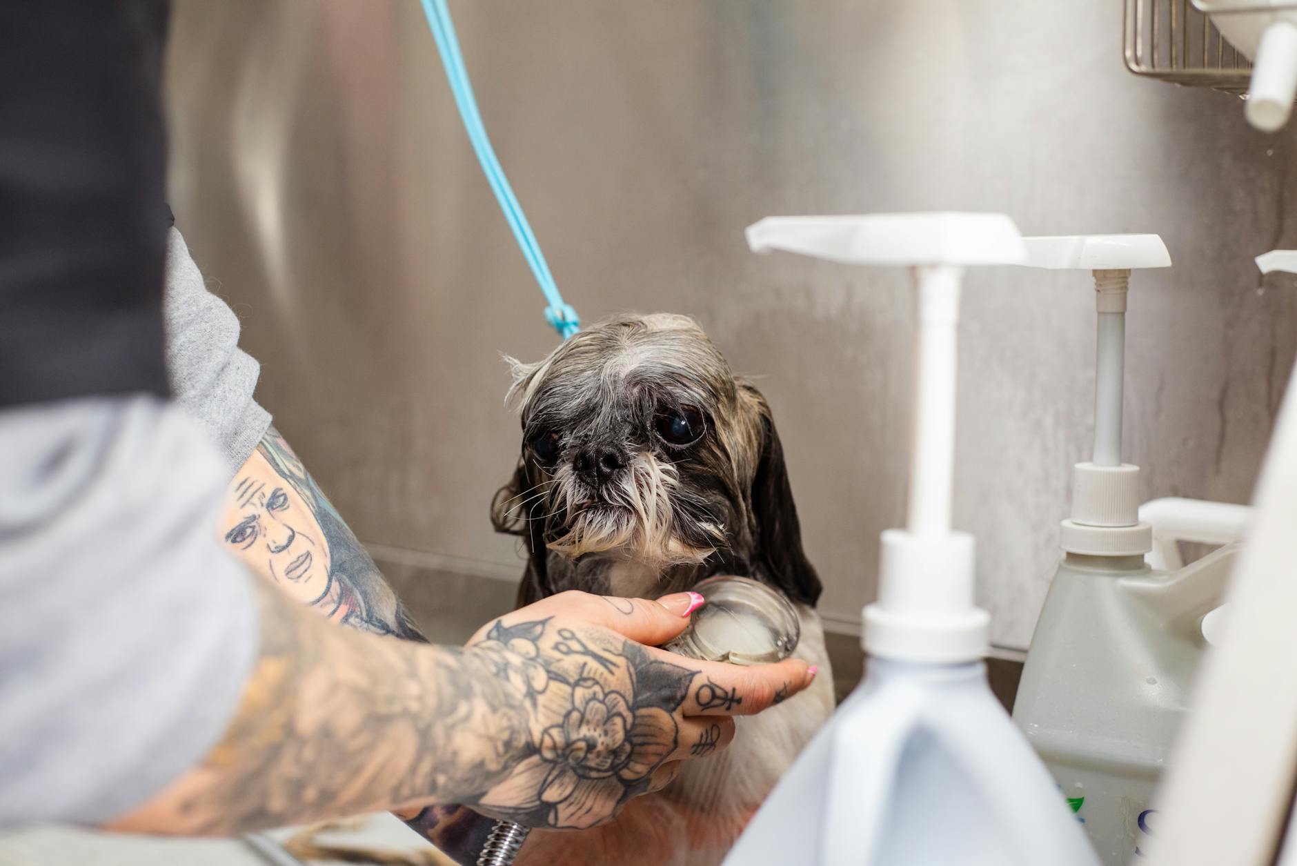 Pet Grooming Tips Slogan Ideas - Boon : Best Logo Maker for Your Needs