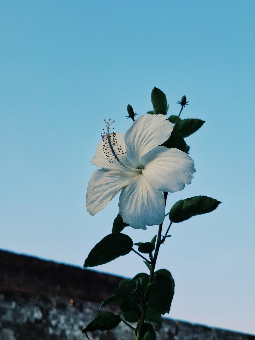 Vertical Gardening Slogan Ideas - Boon : Best Logo Maker for Your Needs