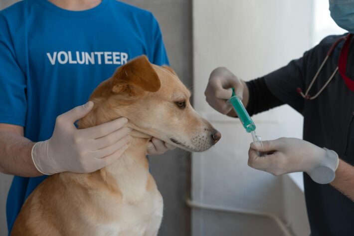 Veterinary Clinic Marketing Slogan Ideas - Boon : Best Logo Maker for ...