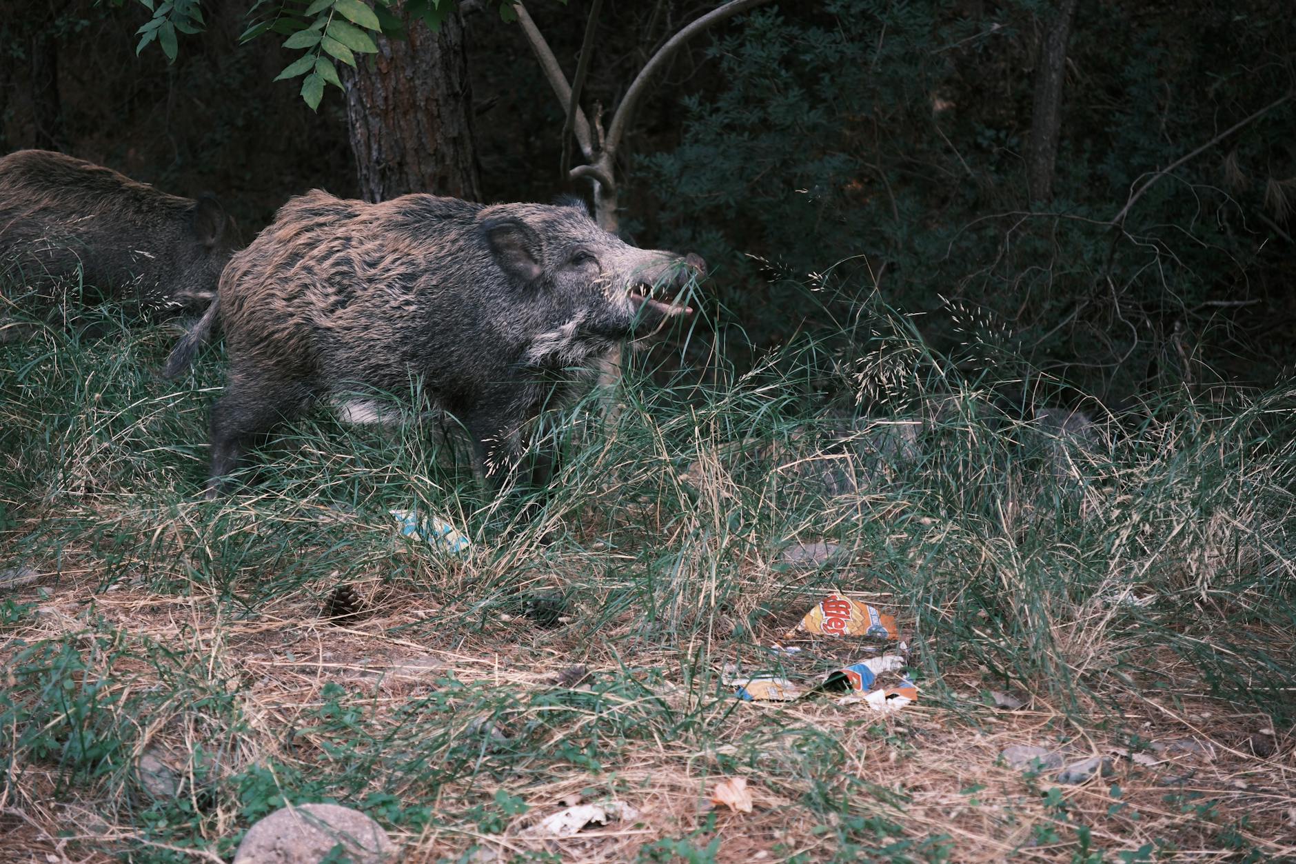 Wildlife Conservation Slogan Ideas - Boon : Best Logo Maker for Your Needs